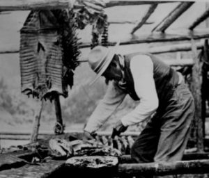 The First Nation traditional salmon fishery was sustainable - Shuswap ...