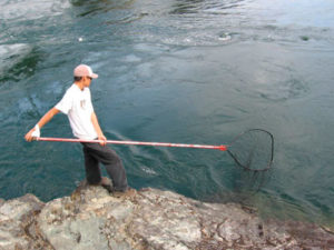 The First Nation traditional salmon fishery was sustainable - Shuswap ...