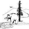 Bear time in the Shuswap - Shuswap Passion