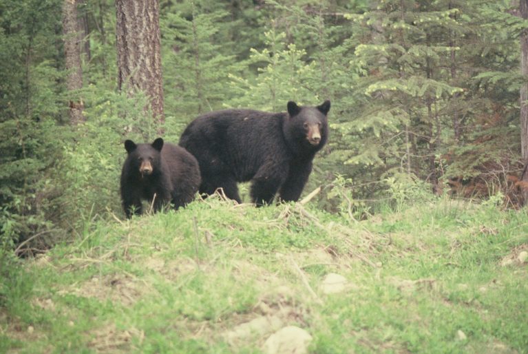 Bear time in the Shuswap - Shuswap Passion