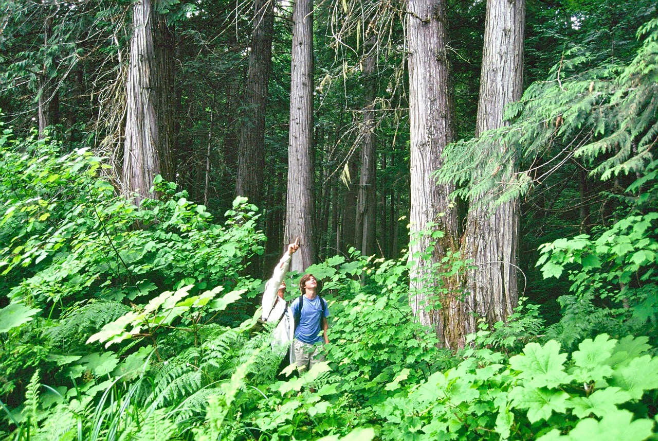 In 2052 crown land will be managed sustainably to absorb carbon and ...