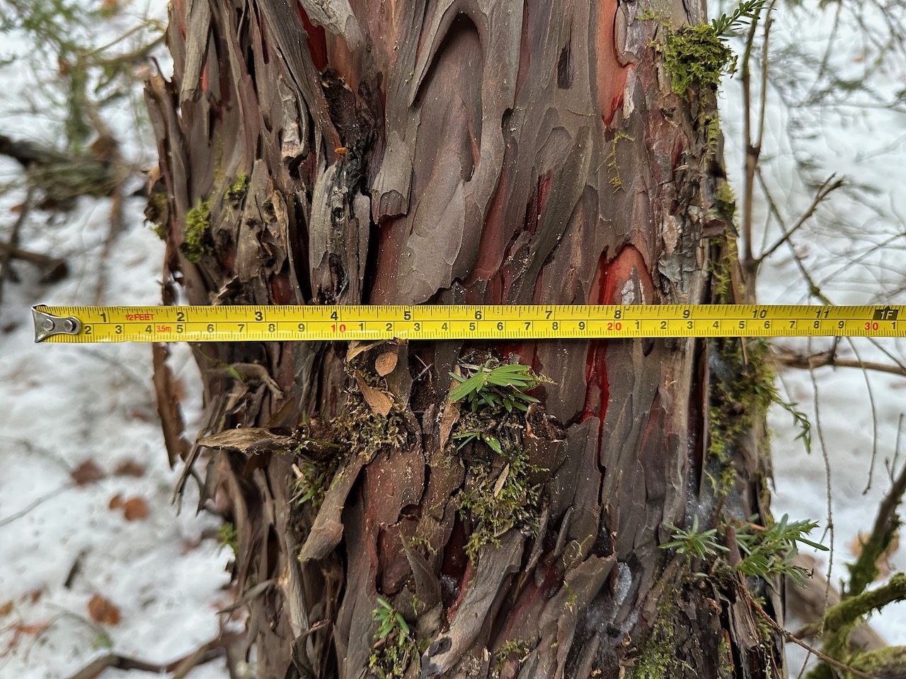 The much-prized Western yew found at White Lake - Shuswap Passion