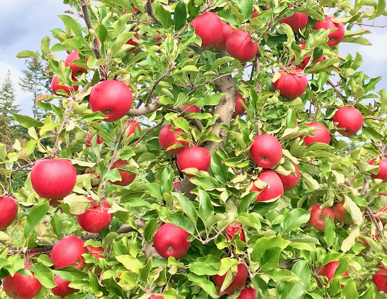 Innovation and value-added marketing nourishes Salmon Arm’s apple ...